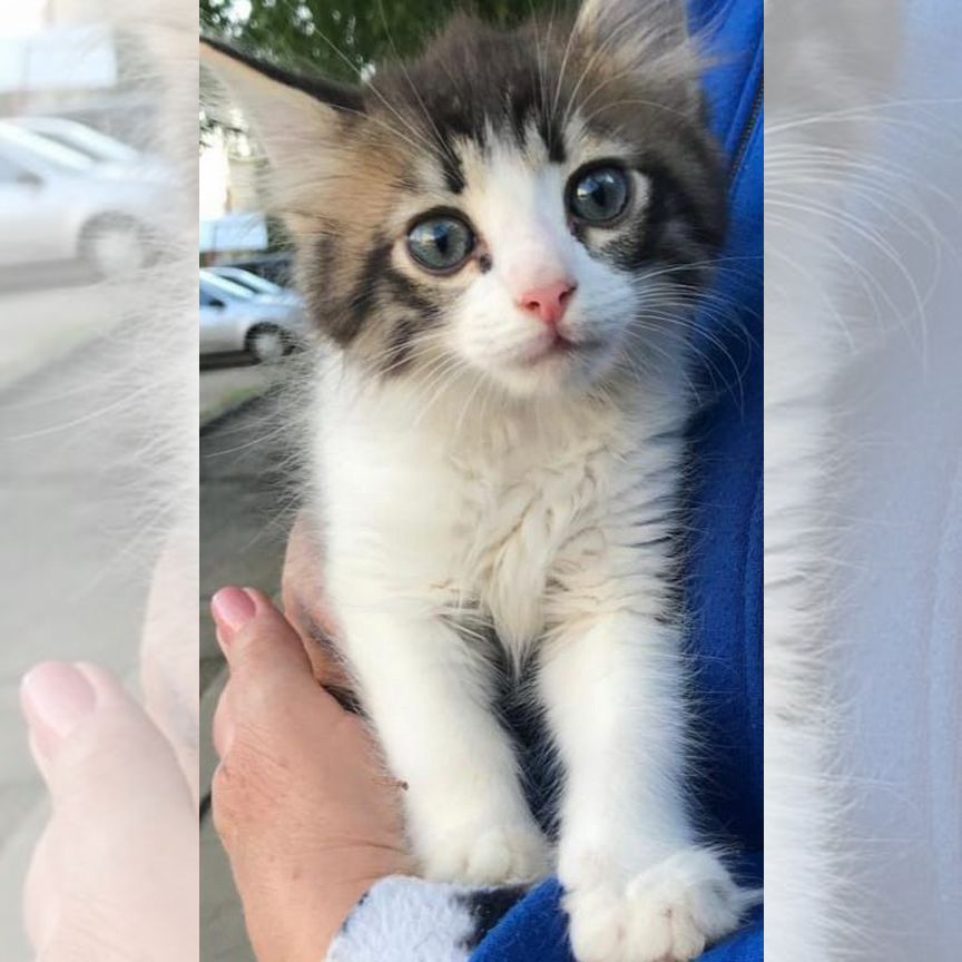 Котенок Мурзик в добрые руки