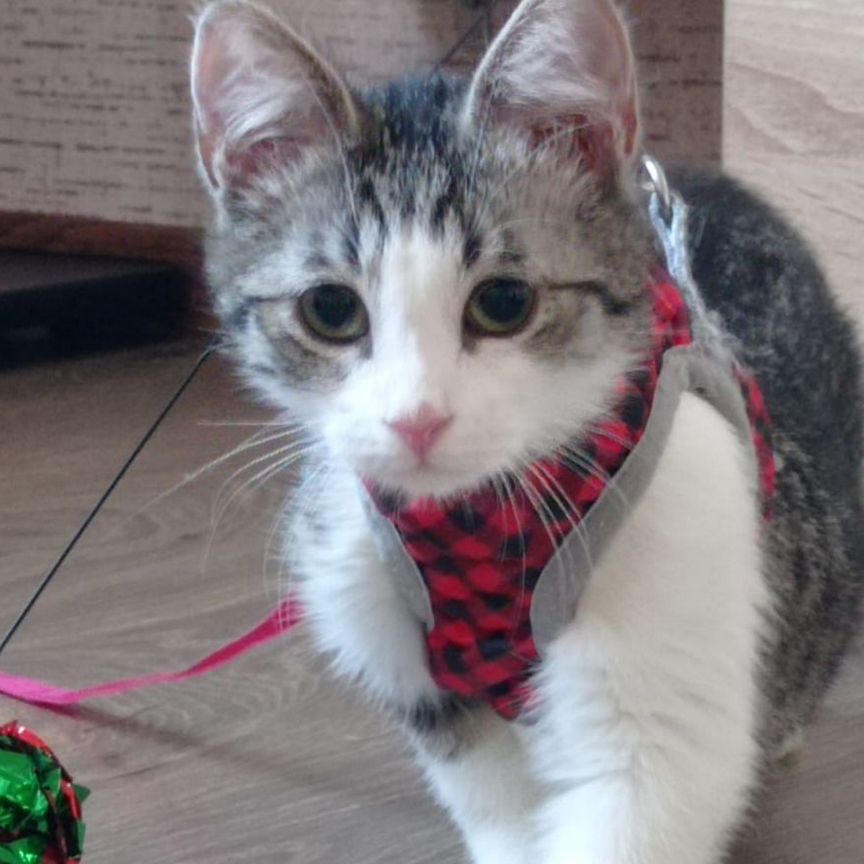 Котёнок подросток, девочка, в добрые руки