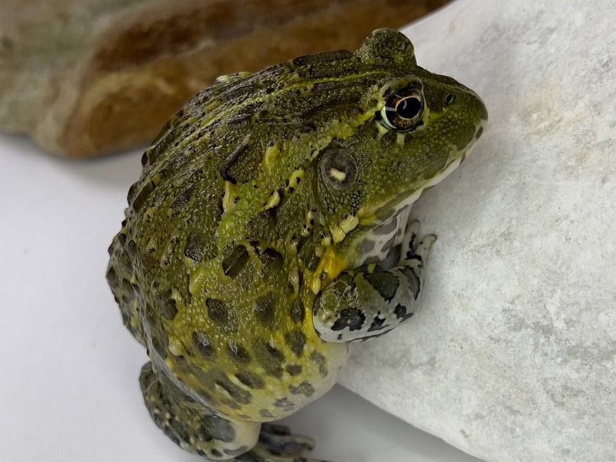 Лягушка-водонос, вылуп август 2023