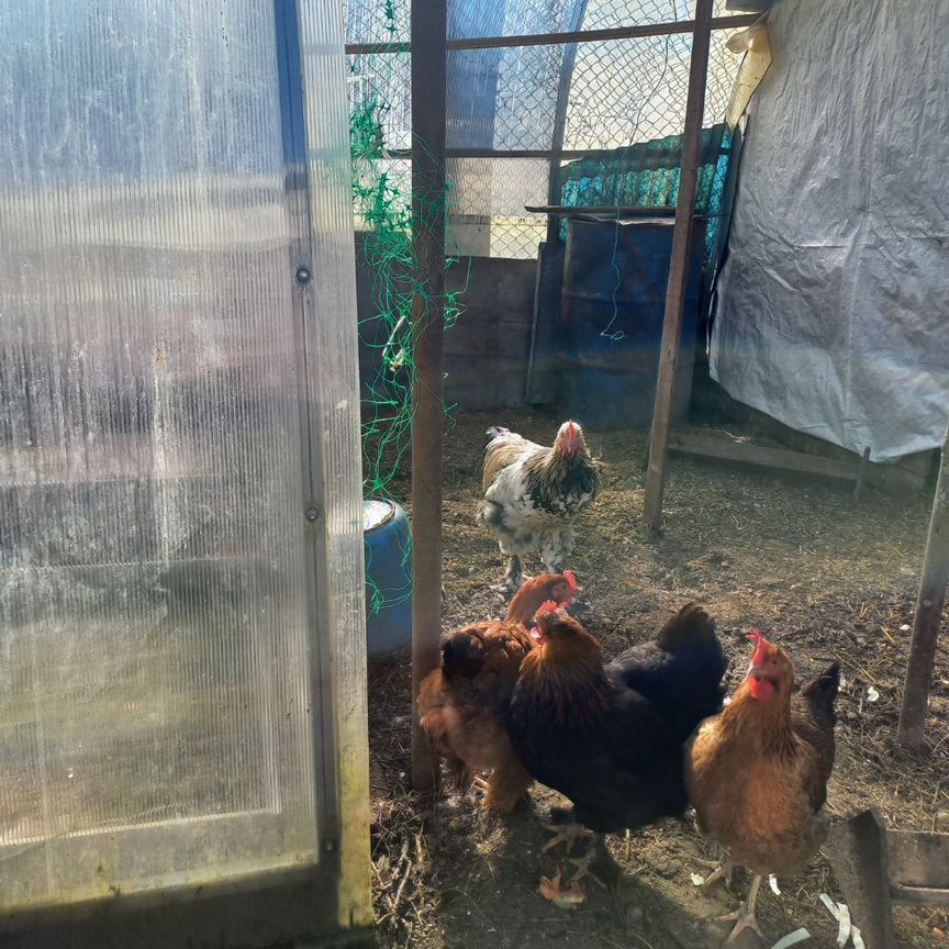 Петух молодой домашний