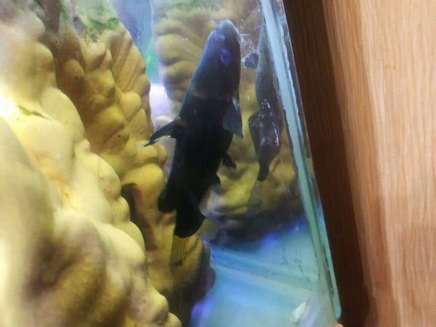 Касатка Сиамская. Сом