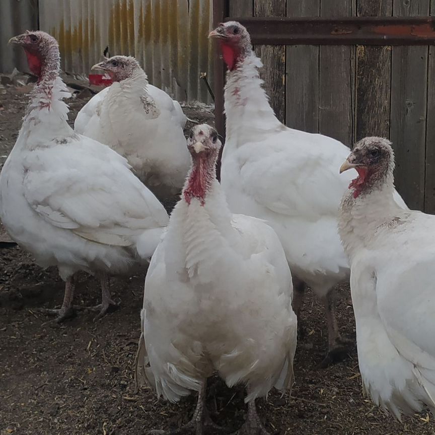 Индюки живым весом