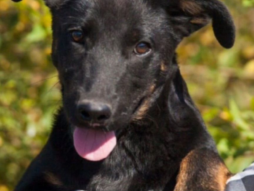 Ральф в дар