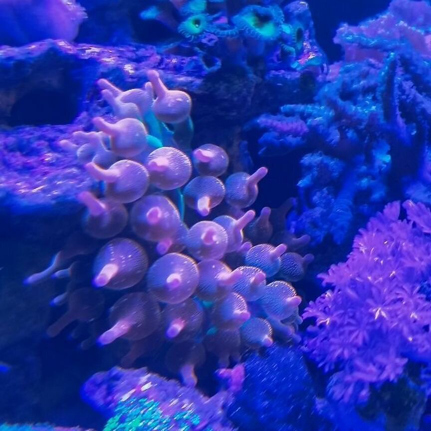 Актиния пузырьчатая биколор