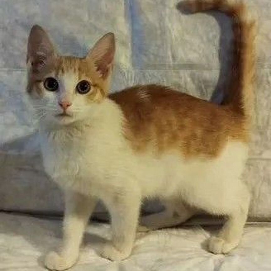 Рыжий Котёнок в хорошие руки