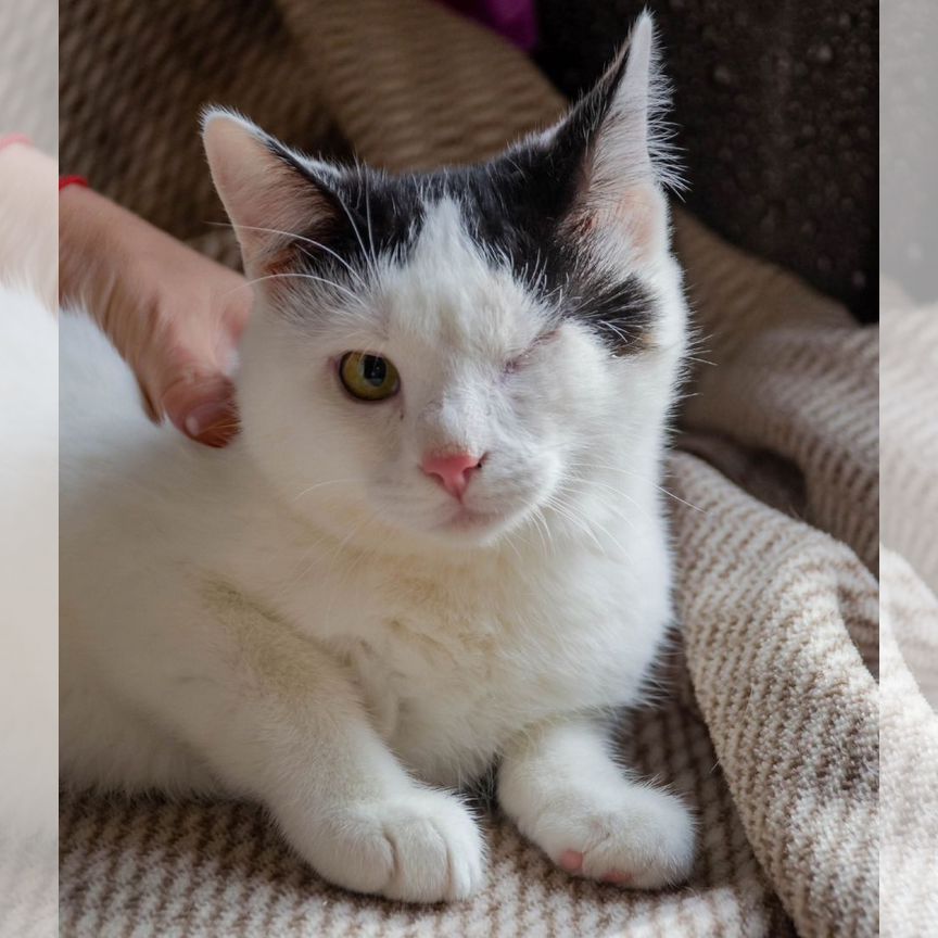 В каждый дом по "Лучику" счастья