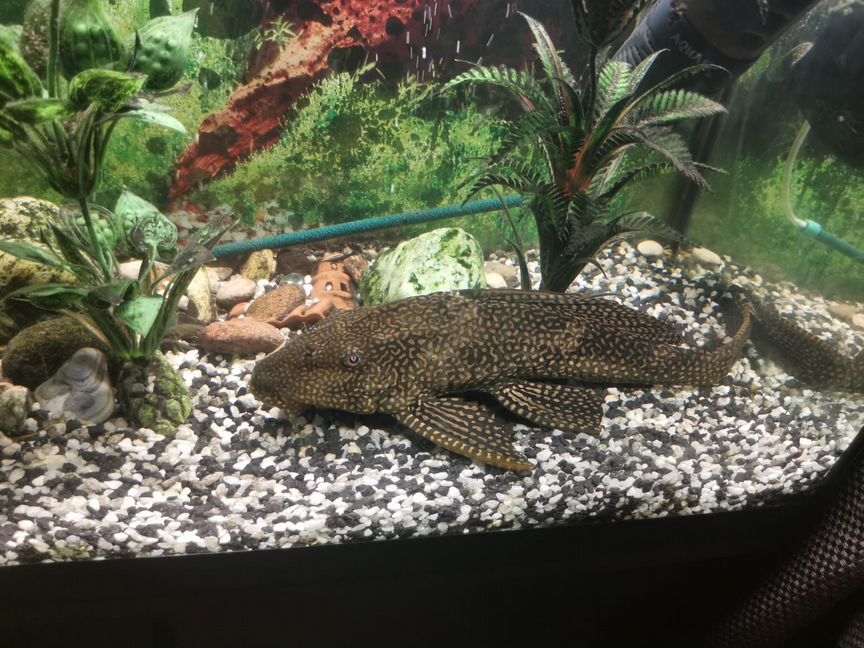 Аквариумные рыбки