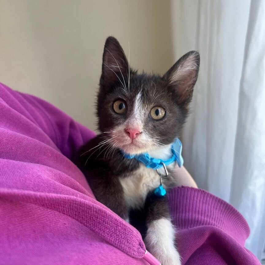 Котенок мальчик 3 мес в дар