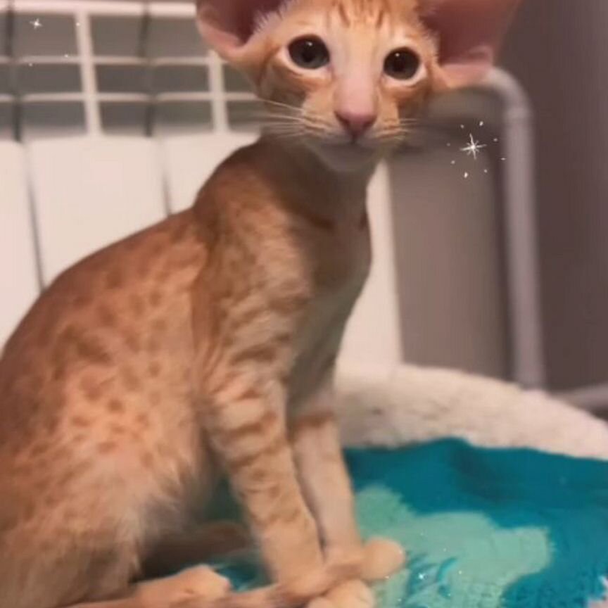 Ориентальные котята