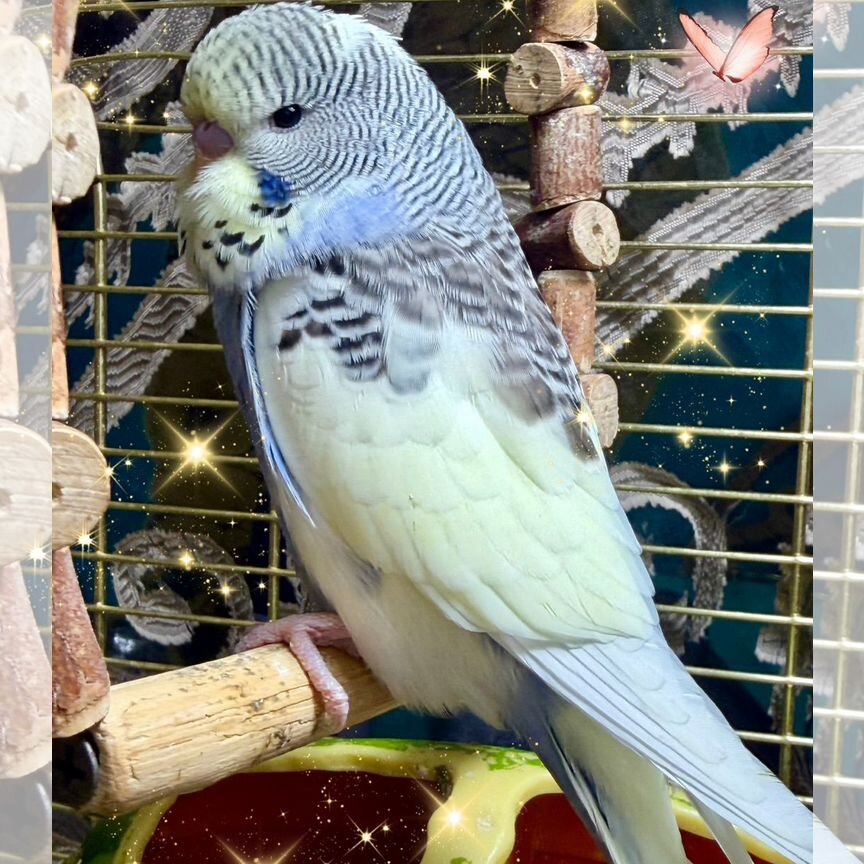 Выставочный волнистый попугай ввп Чех