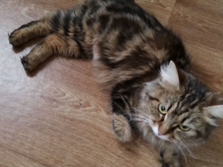 Котята