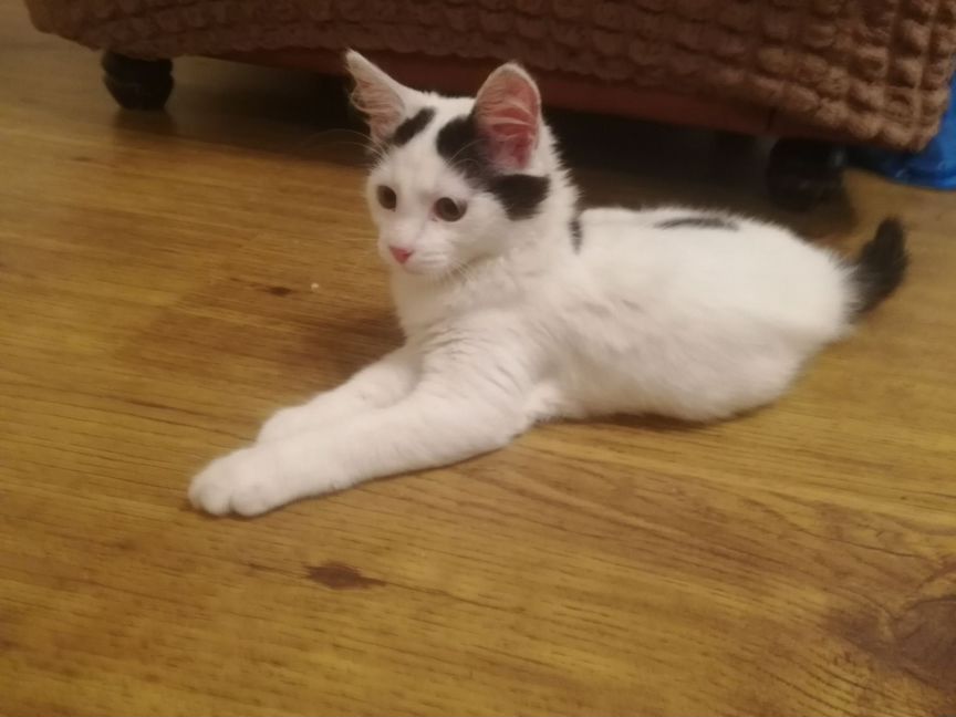 Сибирский котенок, кот ручной