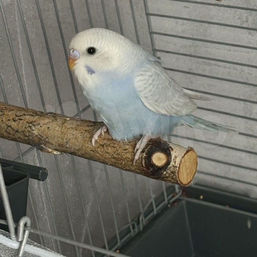 Волнистые попугаи