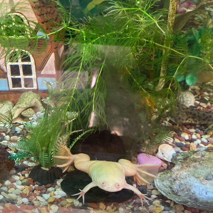 Готовый аквариум с лягушкой и тритоном