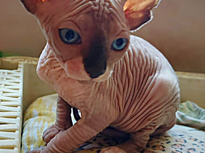 Которебенок девочка канадский сфинкс