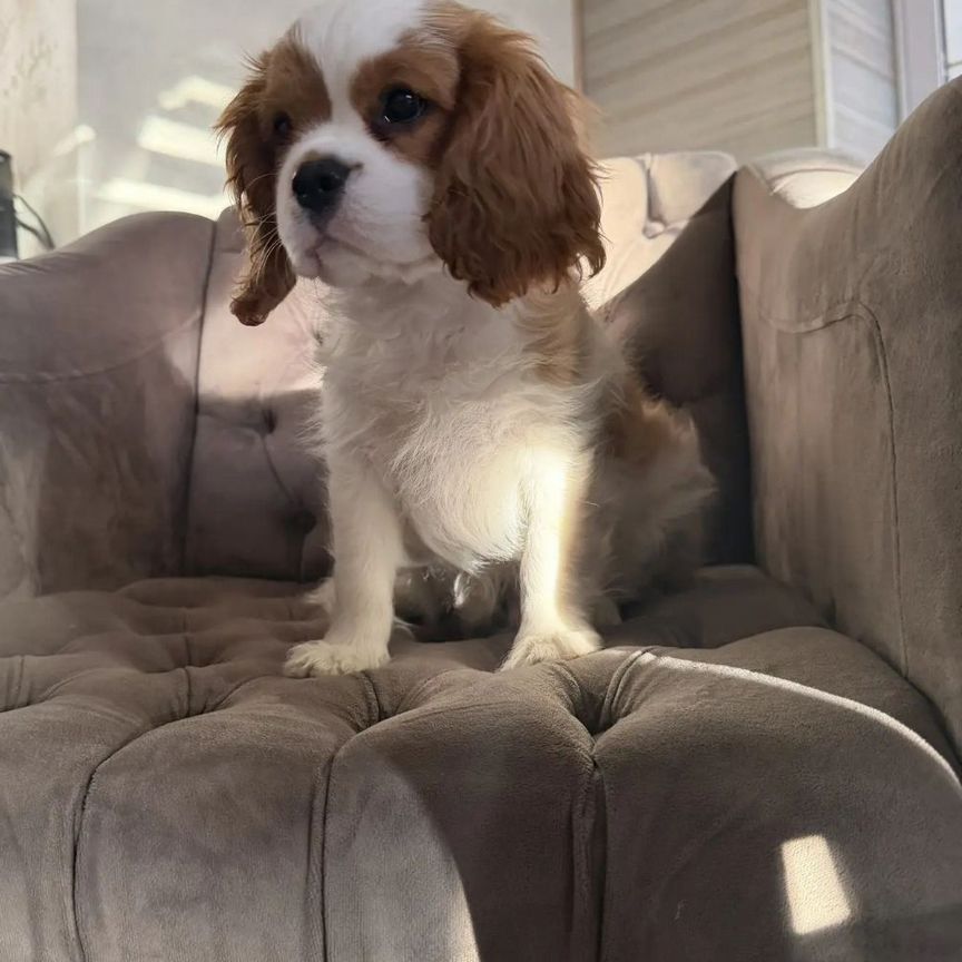 Кавалер кинг-чарльз-спаниель, щенок