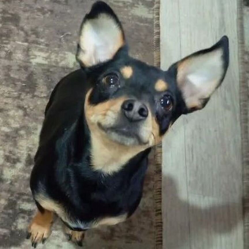 Русский той-терьер, взрослый пёс