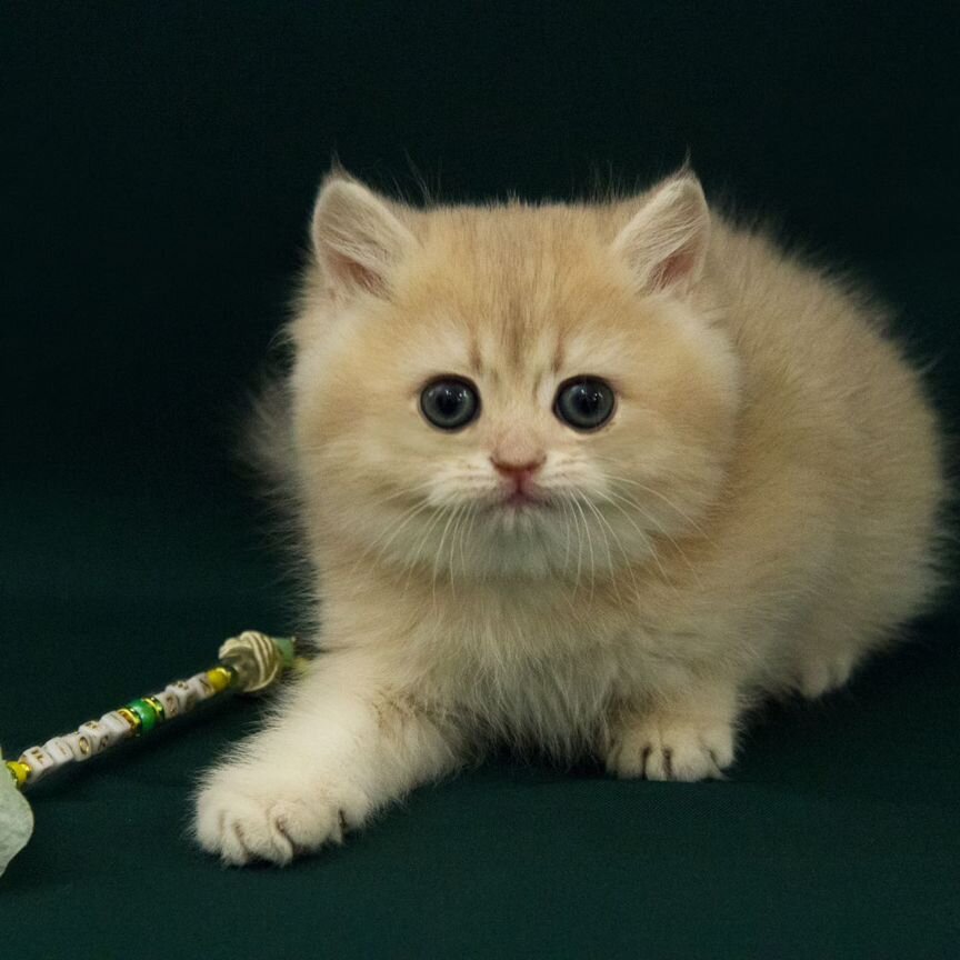 Голубое золото. Мальчик