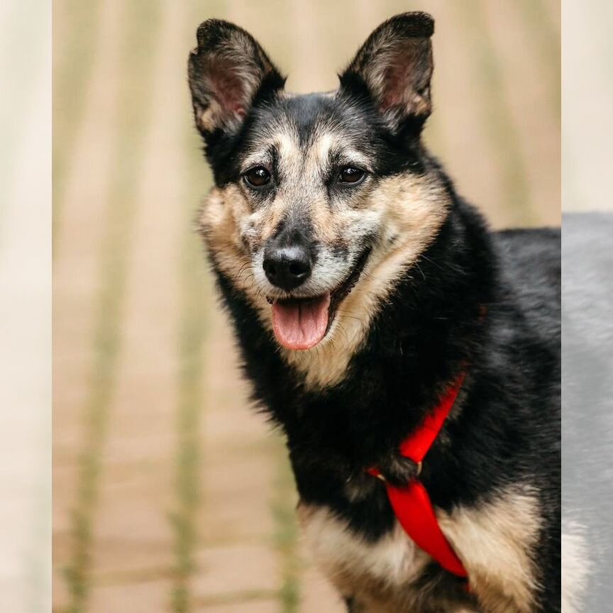 Взрослая собака в добрые руки