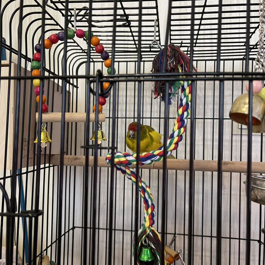 Попугай вместе с клеткой