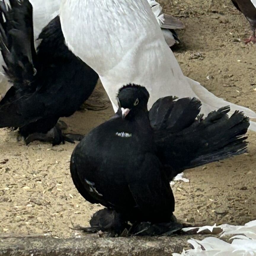 Продажа голубей