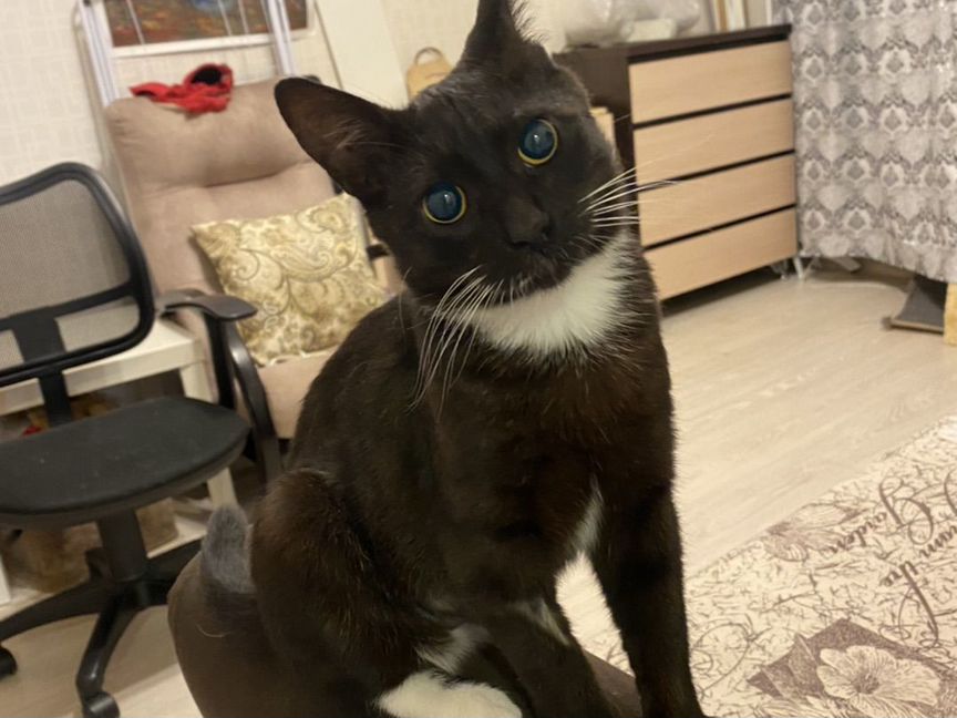 Котик плохо видит, нужен дом