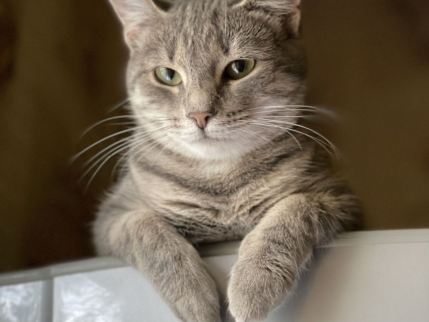 Кошка Майя