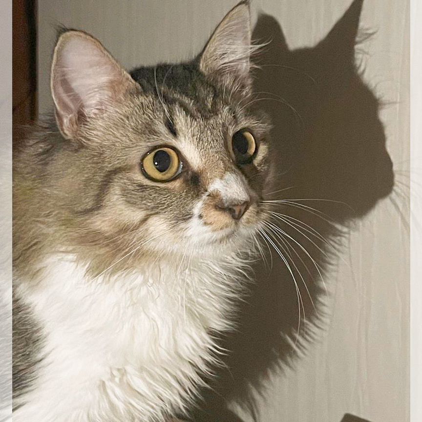 Котик бесплатно