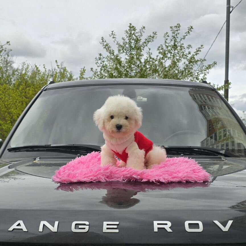 Бишон фризе, щенок