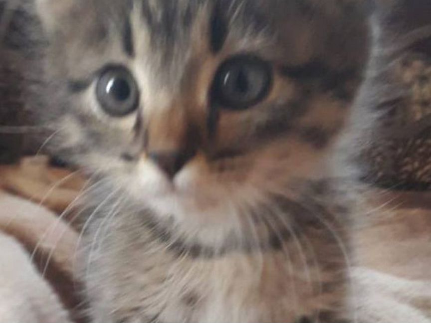 Котята в добрые руки бесплатно
