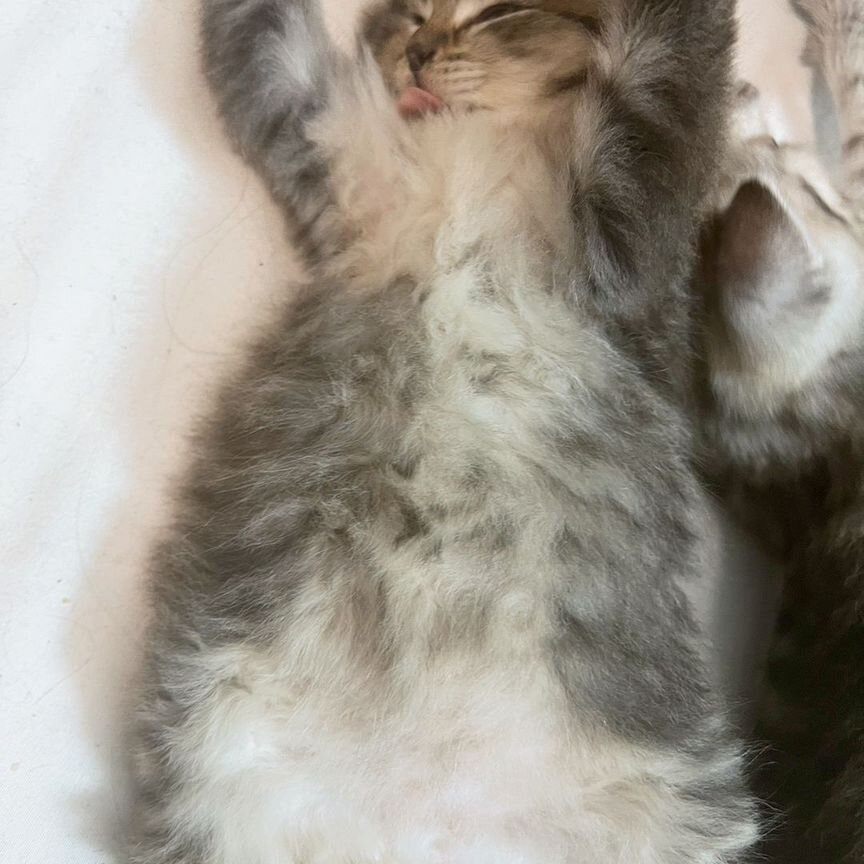 Любимый котенок