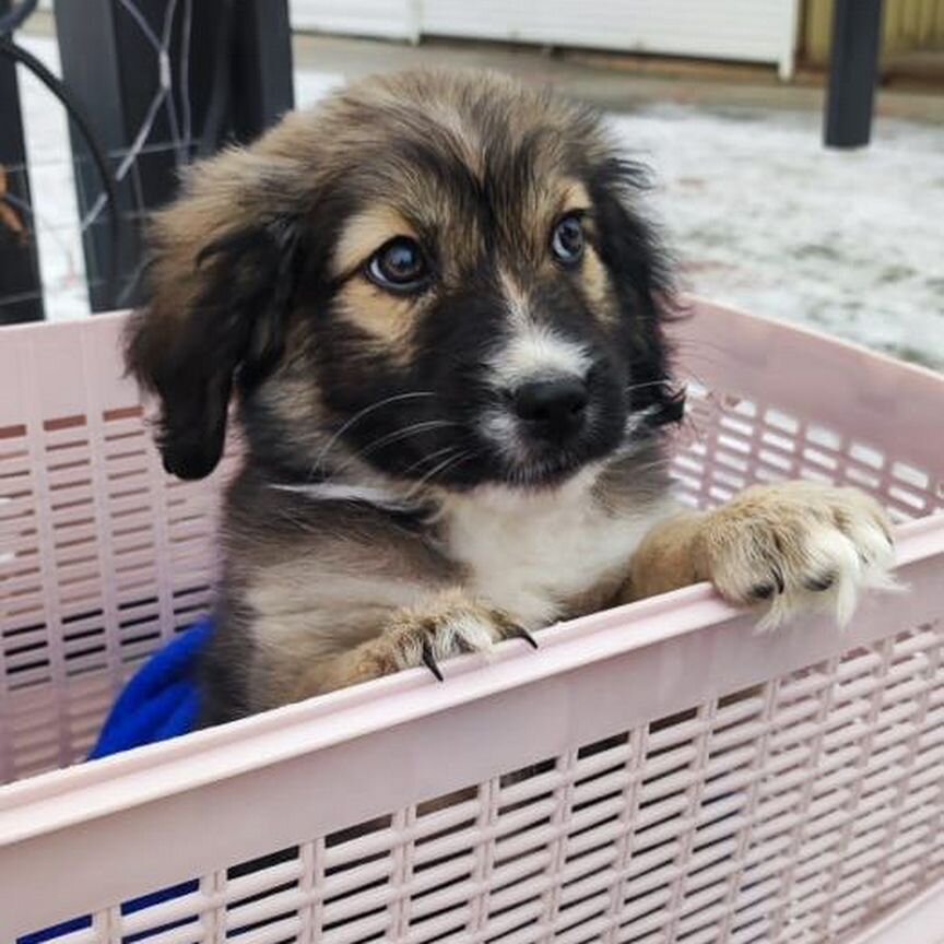 Щеночек красавчик в добрые ручки