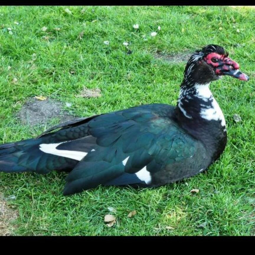 Индоутка мускусная утка