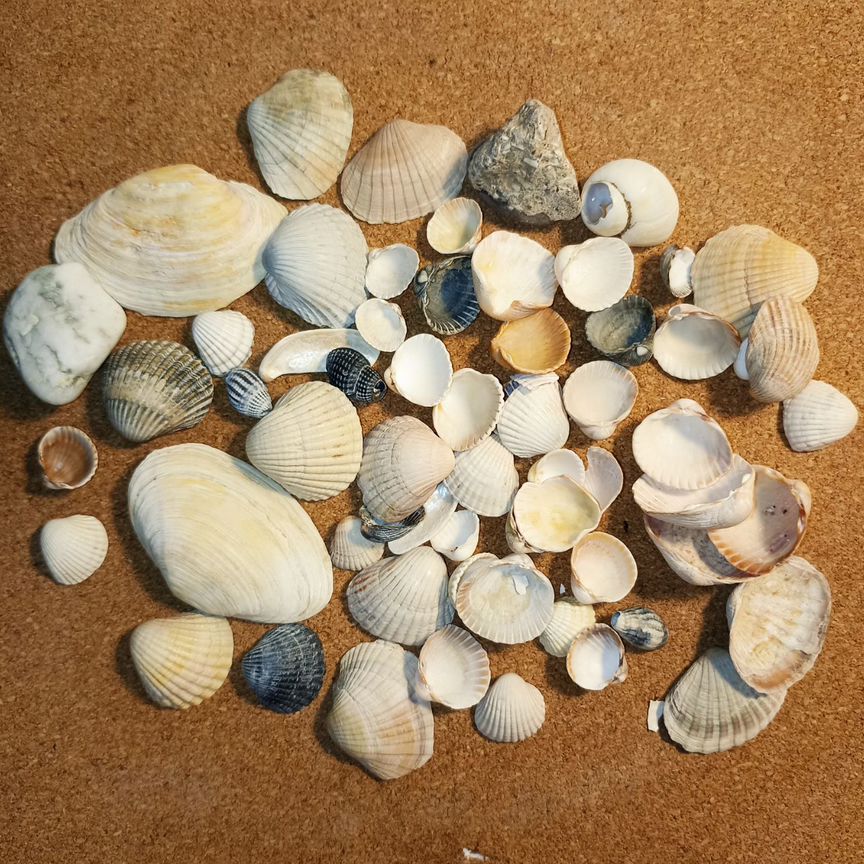 Морские ракушки для аквариума, творчества, декора