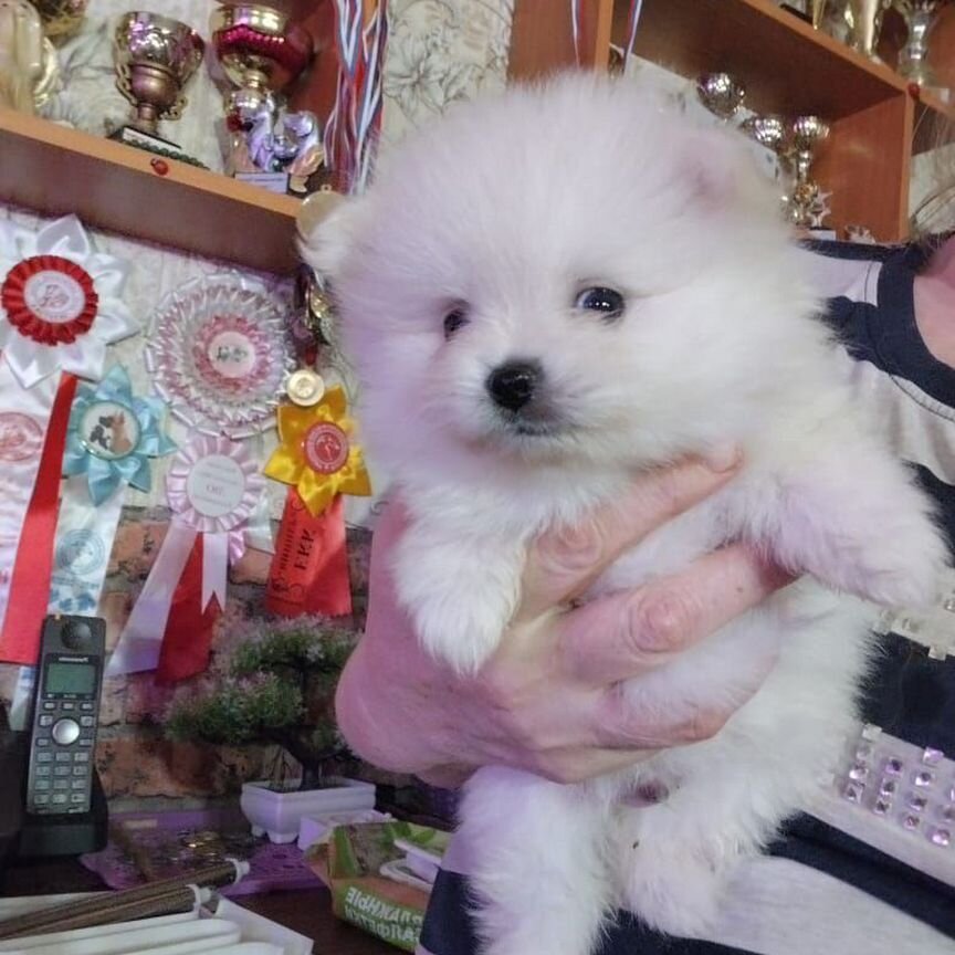 Комочек Счастья