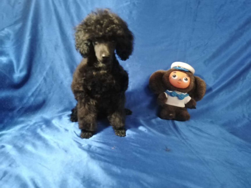 Щенки той пуделя