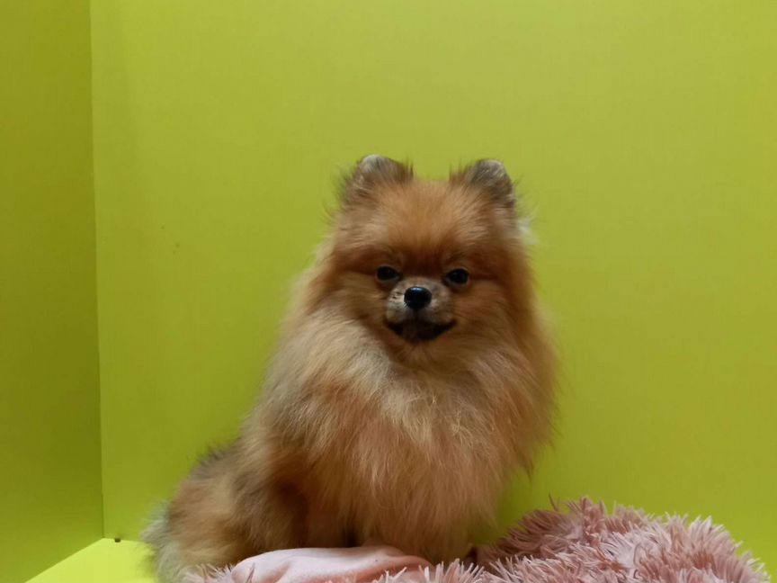 Померанский шпиц