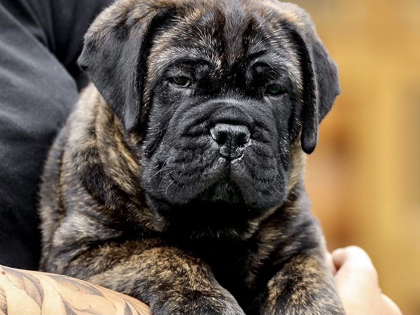 Бульмастиф