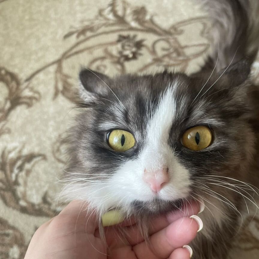 Отдам котенка в добрые руки девочка