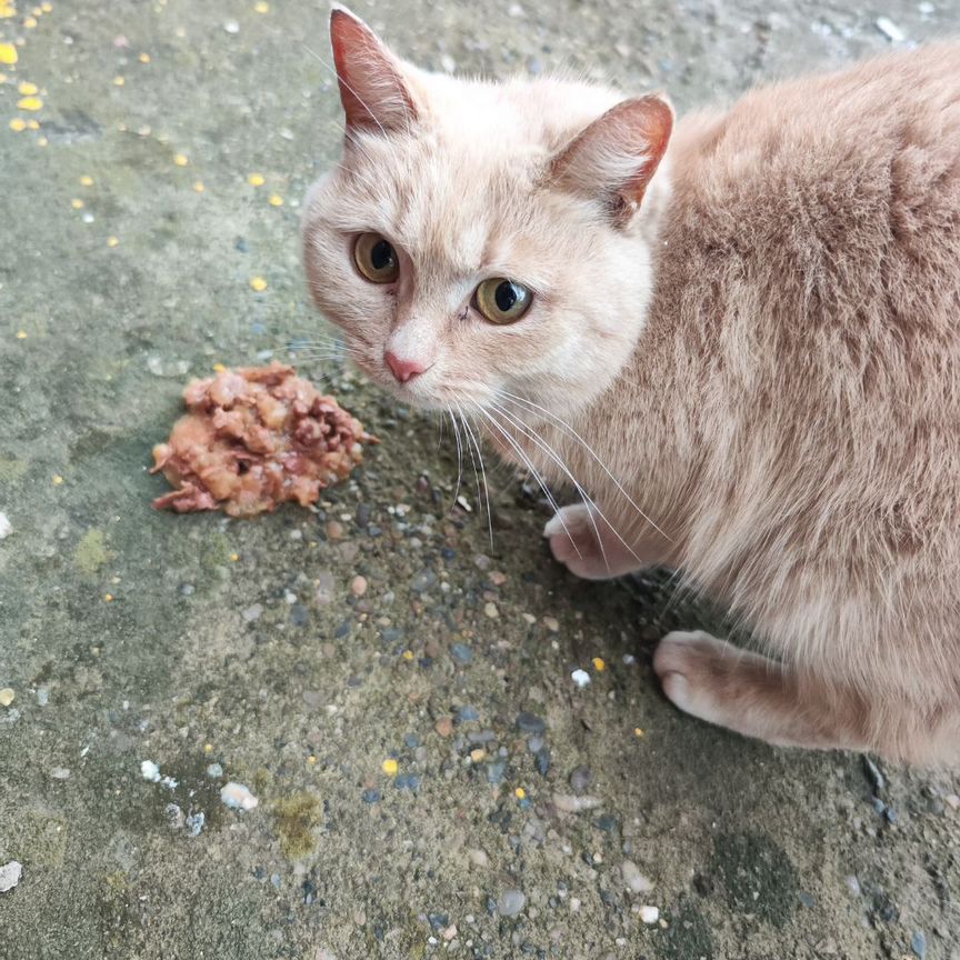 Кошки