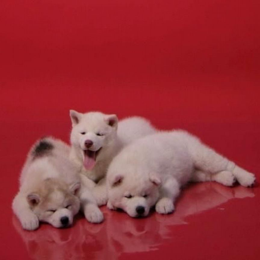 Сибирский хаски, щенок