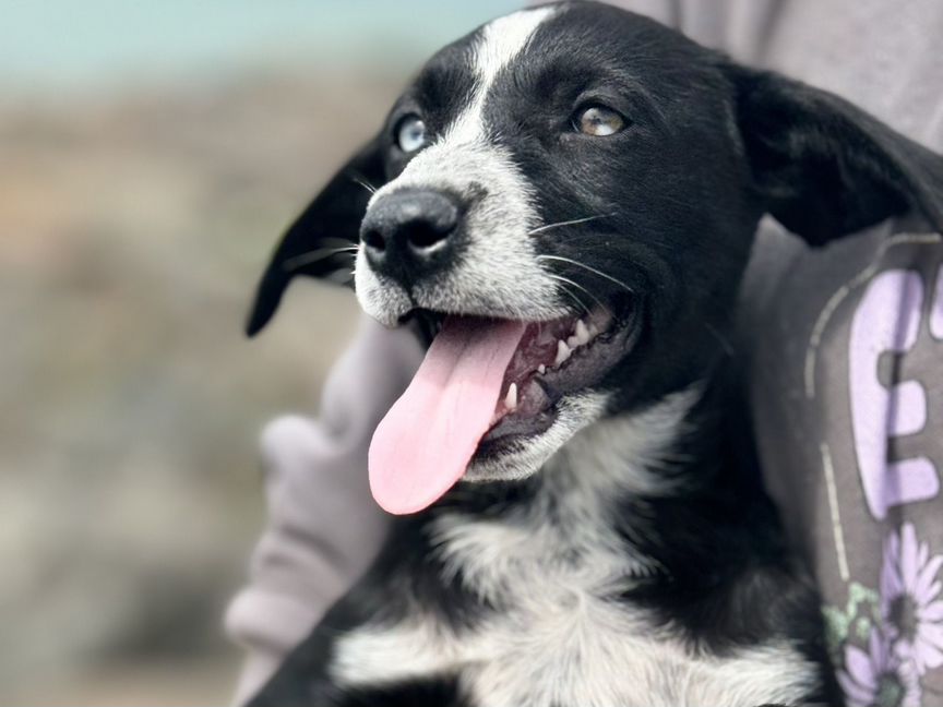 Щенок девочка в добрые руки