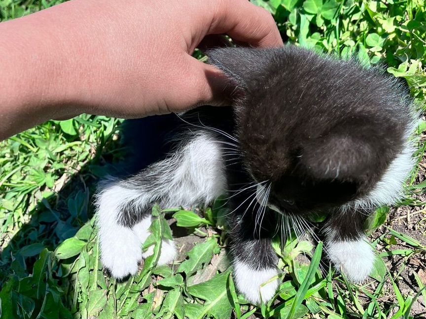 Отдаем котят в хорошие, добрые руки, бесплатно