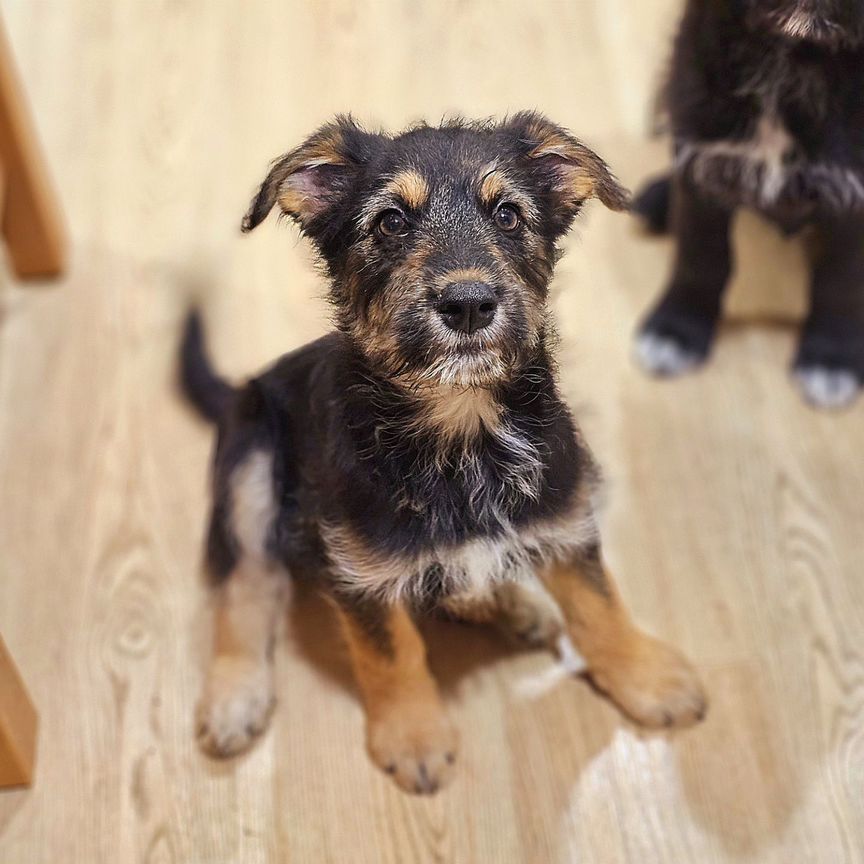 Забирай Щенка Домой Тайга ждёт хозяина 3м. Привита