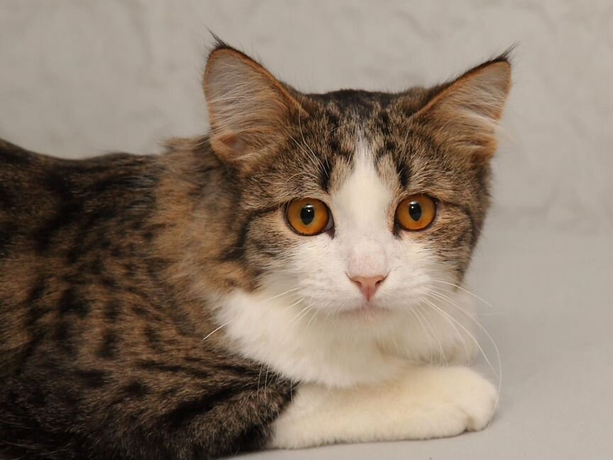 Котенок в добрые руки