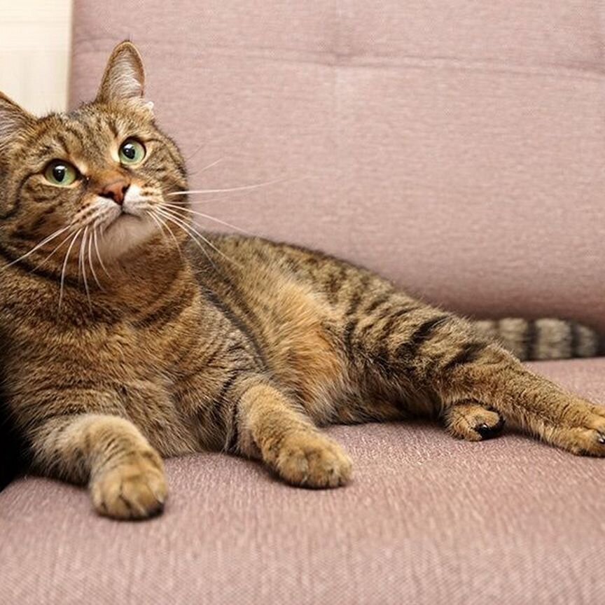 Роскошная кошка Вишня, 2 года