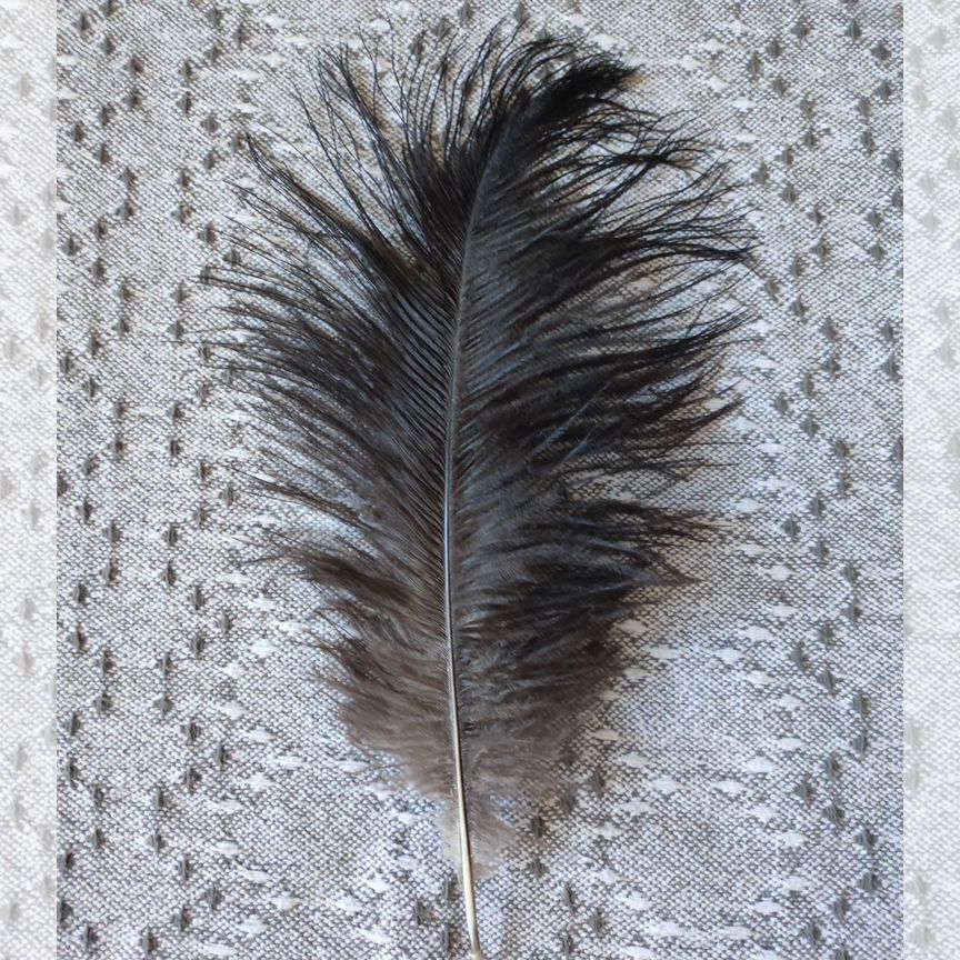 Страусиное перо