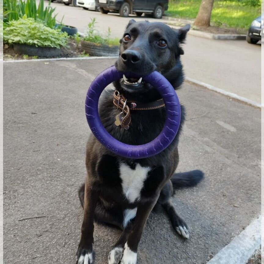 Идеальная собака ищет дом