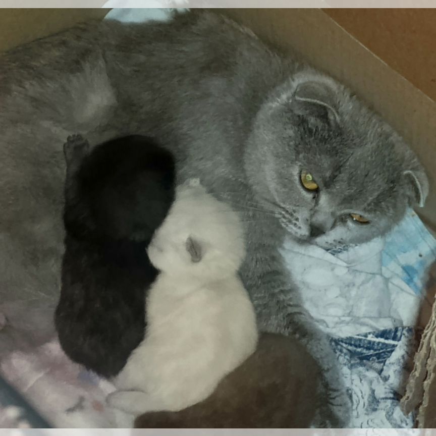 Шотландский вислоухий короткошёрстный котёнок