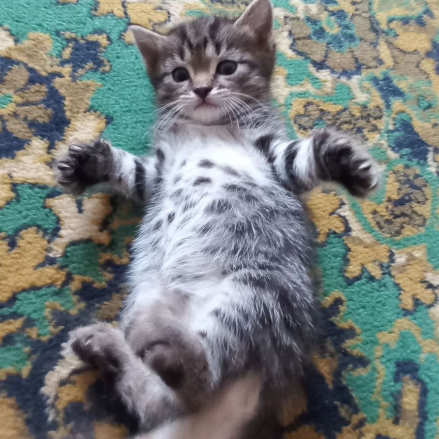 Котёнок в добрые руки